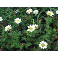 Spring Carpet Mount Atlas Daisy - Anacyclus depressus - 4" Pot ...