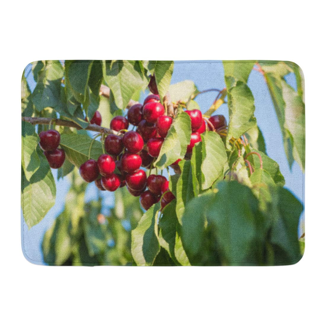 YUSDECOR Fruit Green Agriculture Juicy Red Cherries on Cherry Tree ...