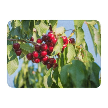 YUSDECOR Fruit Green Agriculture Juicy Red Cherries on Cherry Tree ...