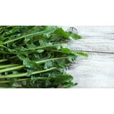 250 CICORIA CATALOGNA Puntarelle Chicorium Chicory Vegetable Seeds ...