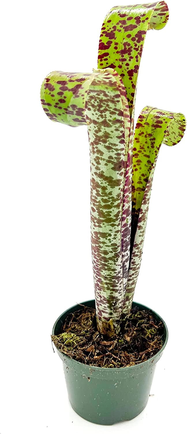 ragnaroc Live Plants – Bromeliad Billbergia Marmorata, 12" in 5" Pot ...