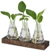Mkono Plant Propagation Vase Set Glass Vases for Live Plant Flowers ...