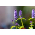 100 Organic Superior Licorice Mint Leaves, Agastache Rugosa Korean Tea ...