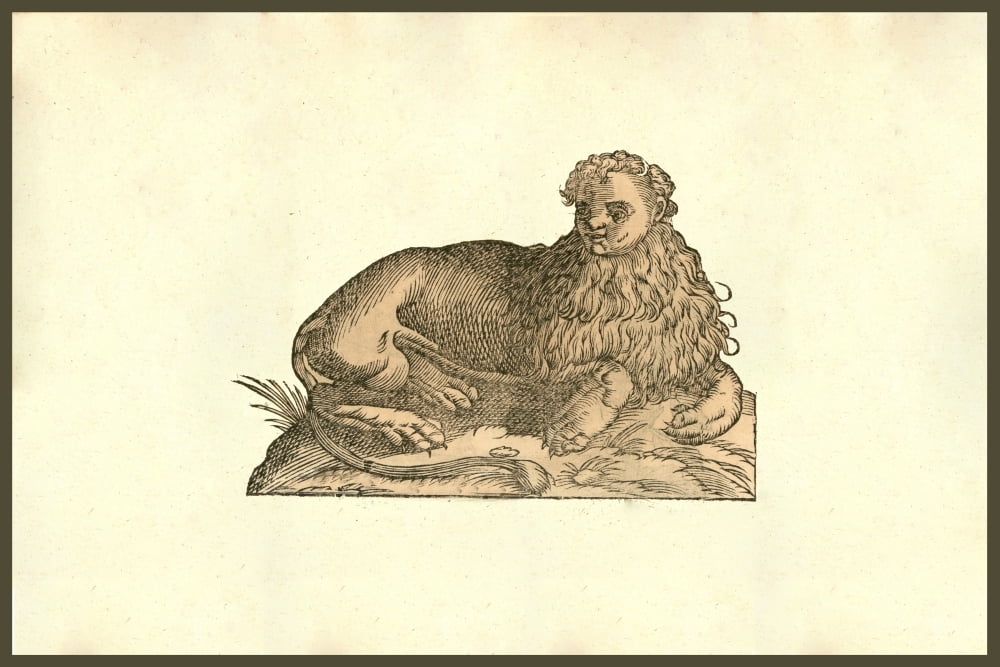 Leo Humana Capite Human Headed Lion From The 1642 Book Monstrorum leo-humana-capite-human-headed-lion-from-the-1642-book-monstrorum