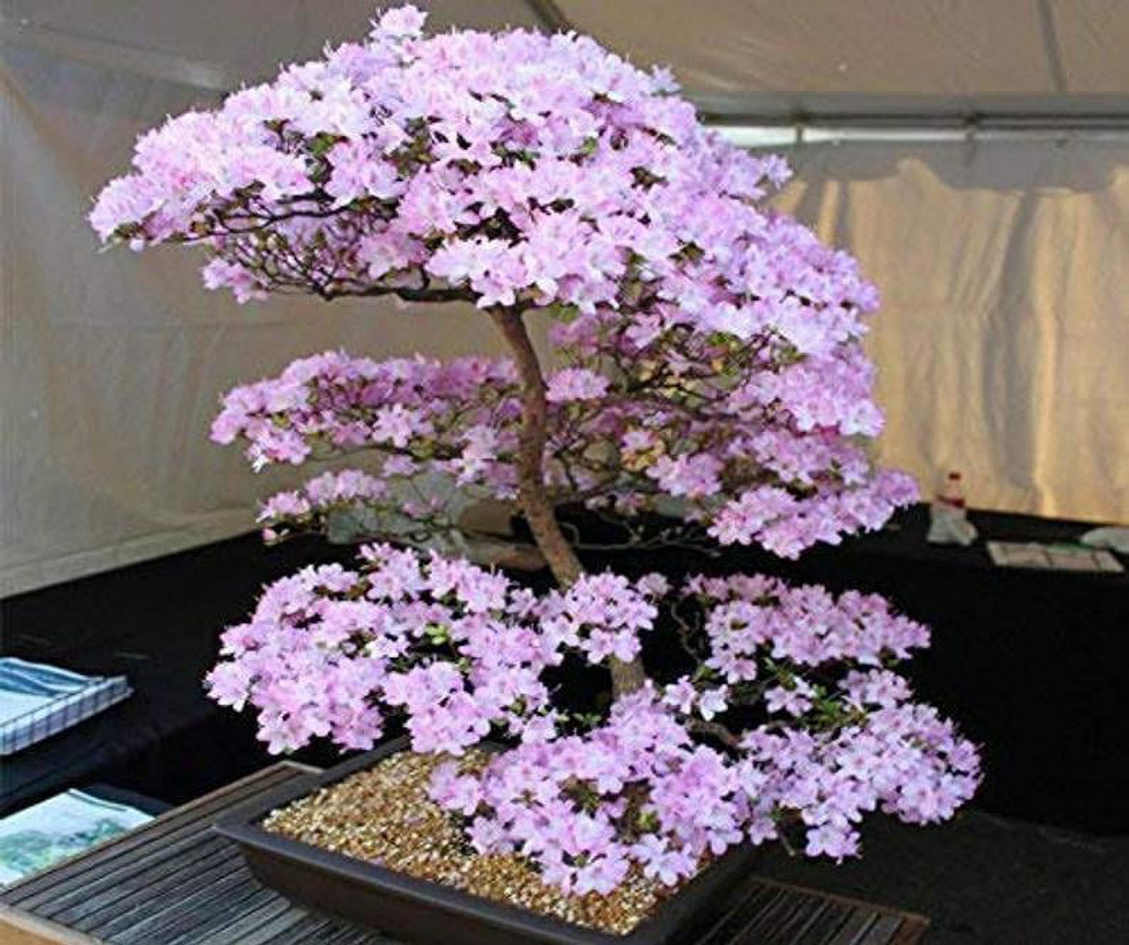 Japanese Cherry Blossom Bonsai Tree Seeds (10 Pack) Philippines | Ubuy