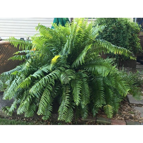 Boston Fern
