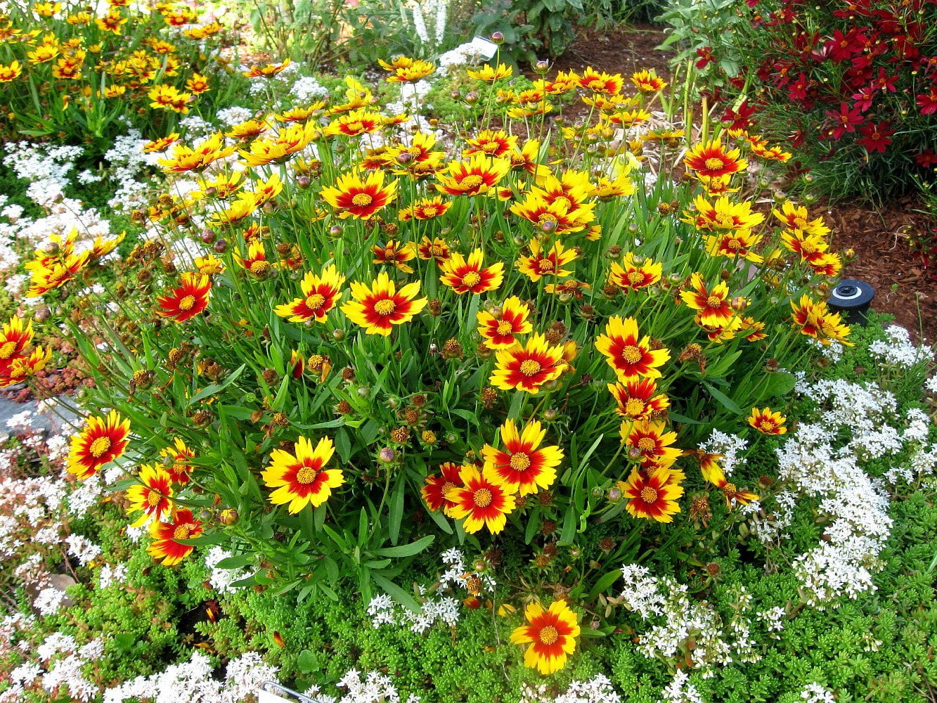 Li'l Bang™ Daybreak Coreopsis - Tickseed - Perennial - Live Plant ...