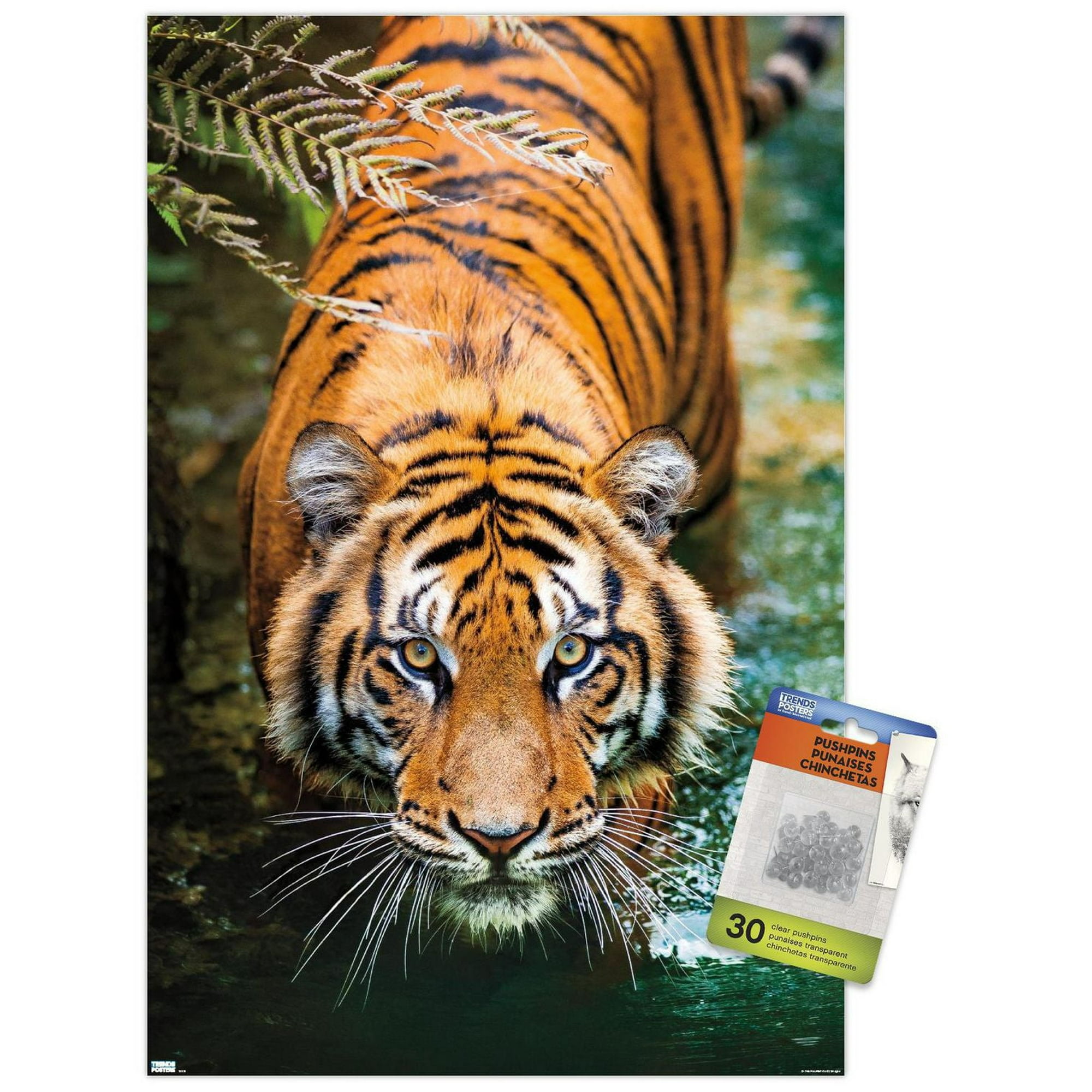 Click here for Trends International Tiger - Water Wall Poster  22... prices