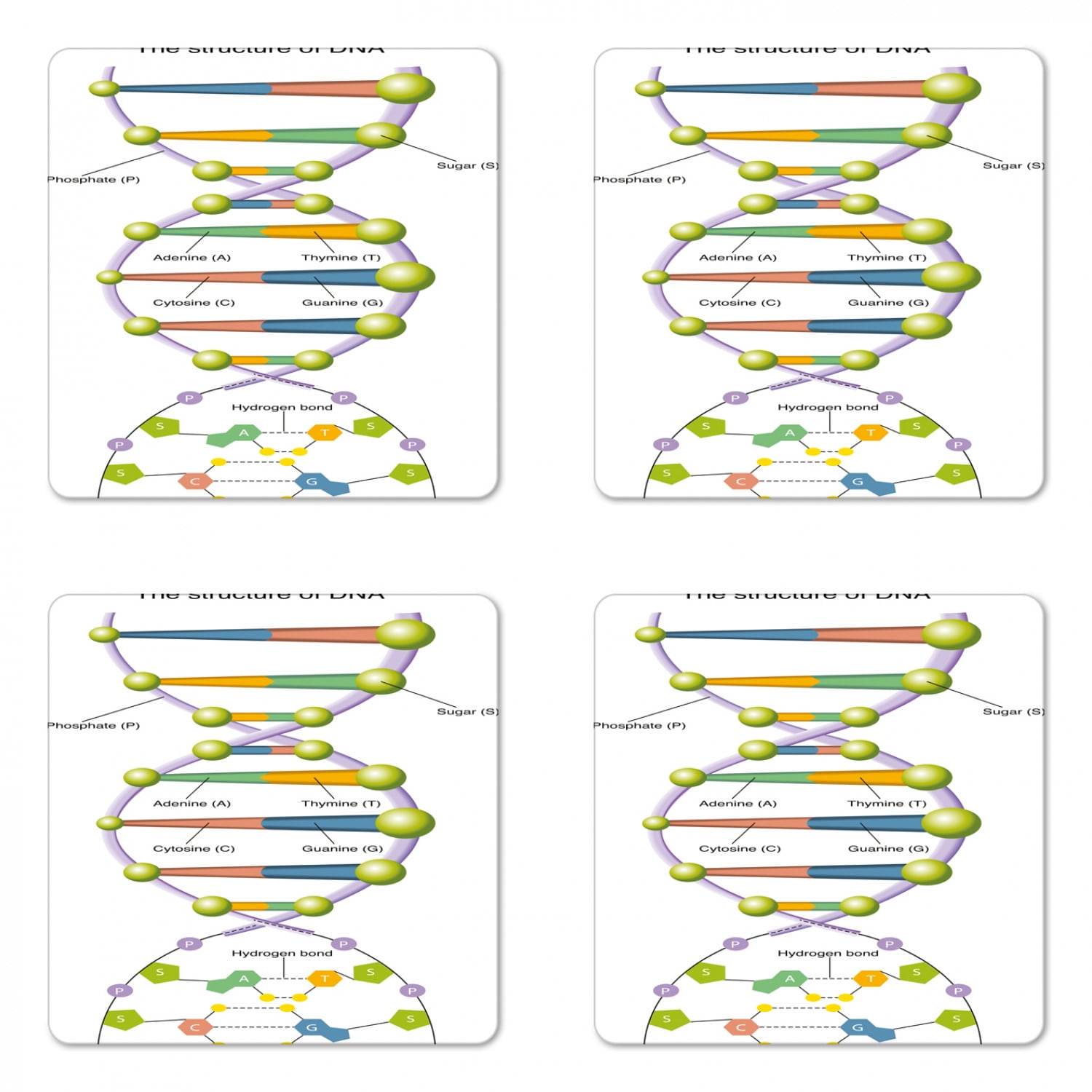 Educational Coaster Set of 4, Colorful Structure of DNA Genetic Code ...