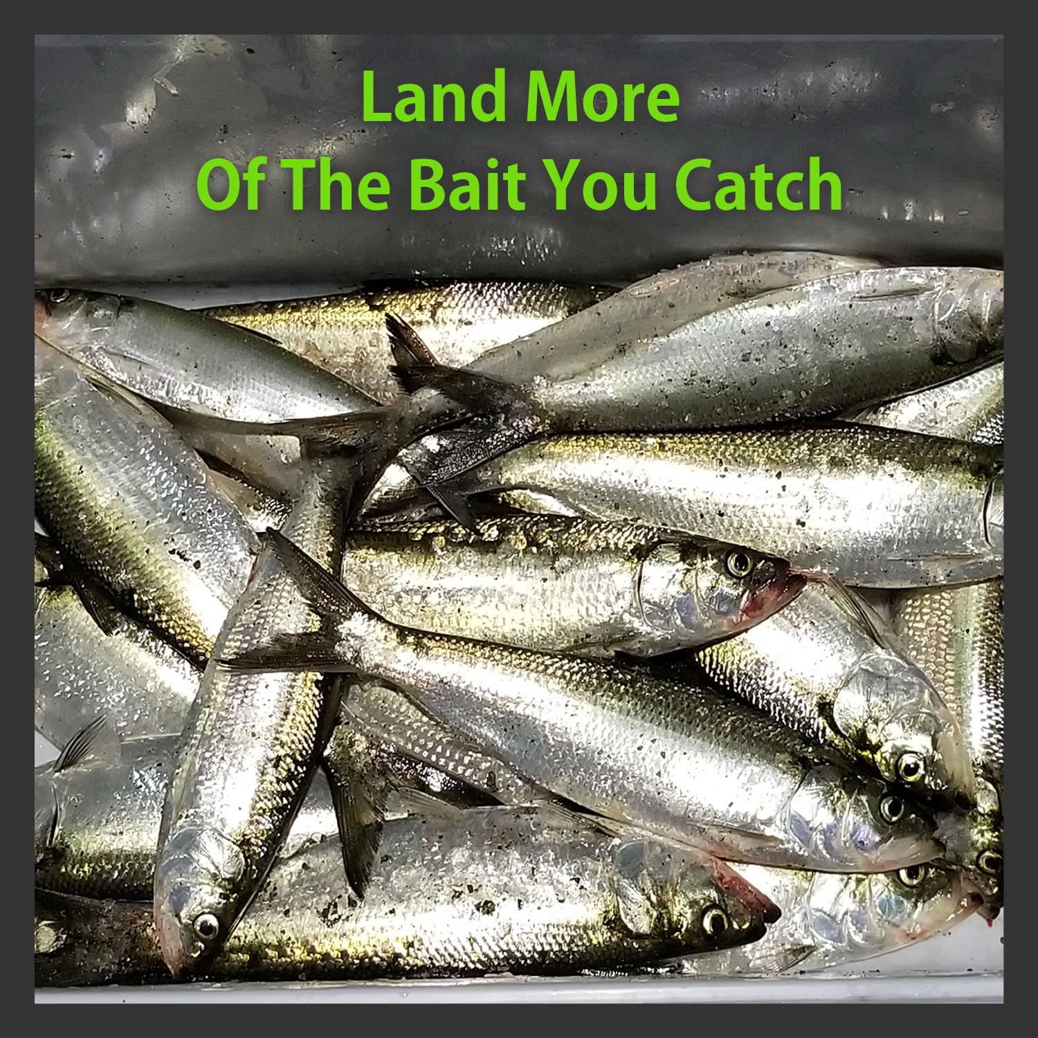 Buy Sumo Spoon - Catfishing Bait Spoon for Skipjack, White Bass ...