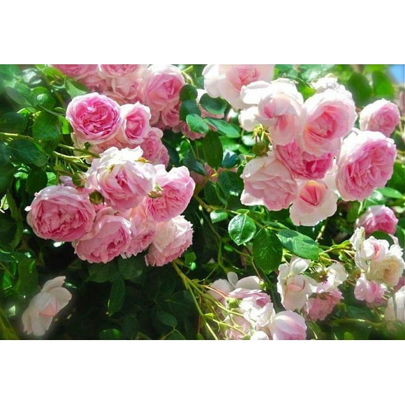 Climbing Roses Bushes