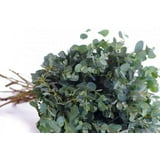 Moon Lagoon Gum Tree - Eucalyptus lunata - 20 Seeds - Walmart.com