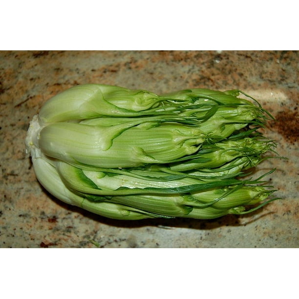 250 CICORIA CATALOGNA Puntarelle Chicorium Chicory Vegetable Seeds ...