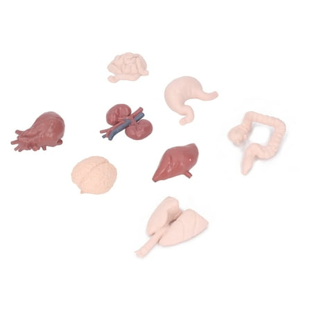 Human Organ Model, Simulation Body Anatomy Educational Tool Brain Heart ...