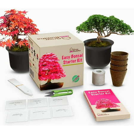Grow Your own Bonsai kit – Easily Grow 4 Types of Bonsai Trees with Our ...