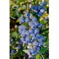 Mini Blues Blueberry Bush - Live Plant - ( 2.5 QT ) - Walmart.com