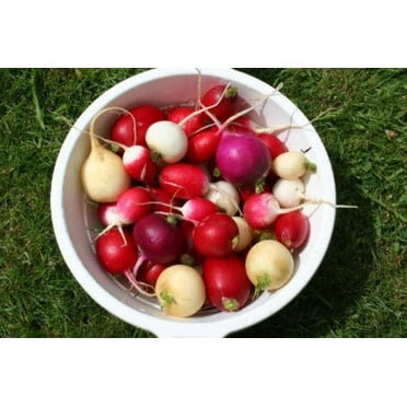 300 Seeds WATERMELON RADISH Beauty Heart Raphanus Sativus Pink White ...
