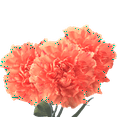Walmart's Premium Large Floral Bunch: 100 Stems of Orange Carnations ...