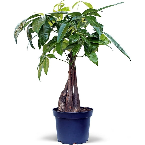 Indoor Money Tree