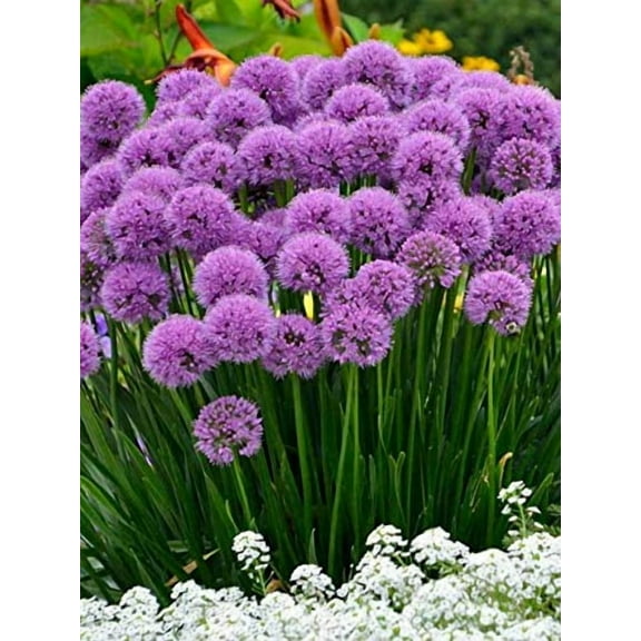 ALLIUM PURPLE SENSATION FLOWER BULBS PLANT PERENNIAL (10 Bulbs Pack ...