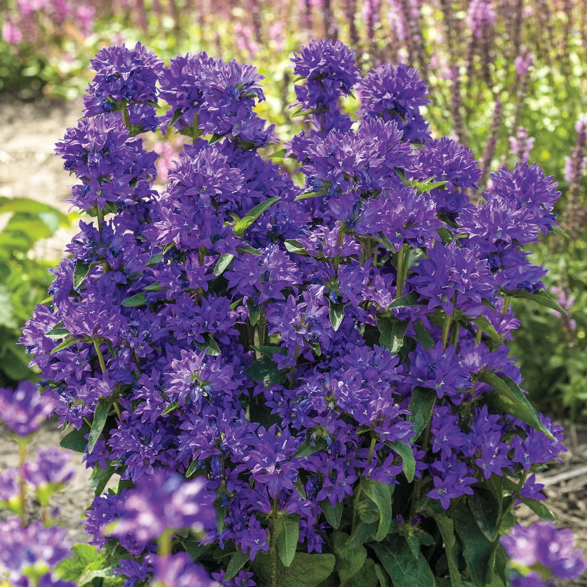 Birch Hybrid Bellflower Dormant Bare Root Perennial Plant, 1-Pack ...