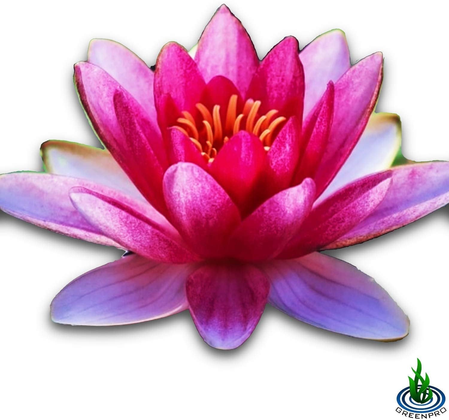 Buy Nymphaea Attraction Red Hardy Water Lily Tuber Rhizome Live Aquatic ...