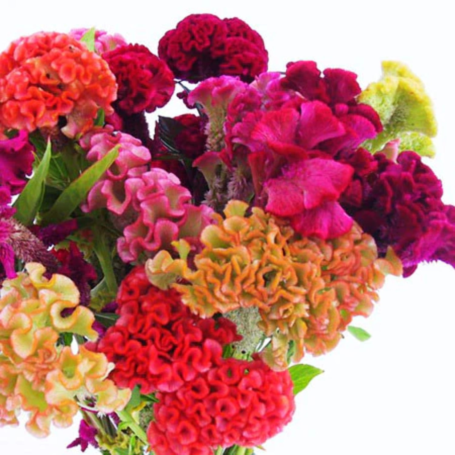 Celosia Supercrest Mix Organic Seed - NON-GMO - 1,000 Seeds - Walmart.com