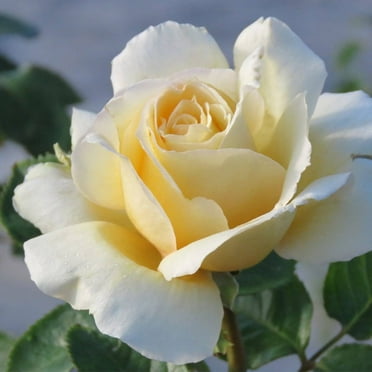 Sand Castle Hybrid Tea by Heirloom Roses - Live Yellow Rose Bush ...