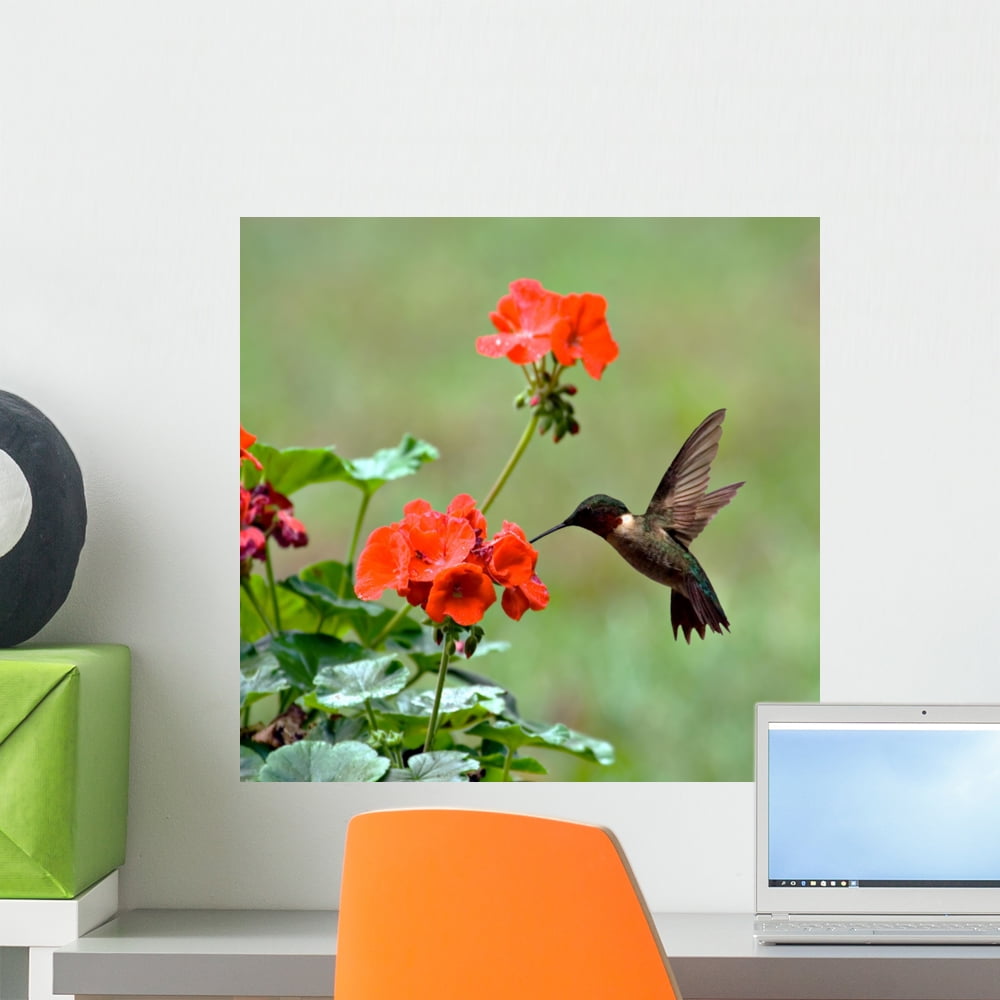 Ruby-throated Hummingbird Wall Mural by Wallmonkeys Peel and Stick ...