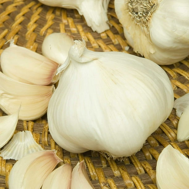 Gurney's California White Softneck Garlic Bulb, Set of 1 Bulb - Walmart.com