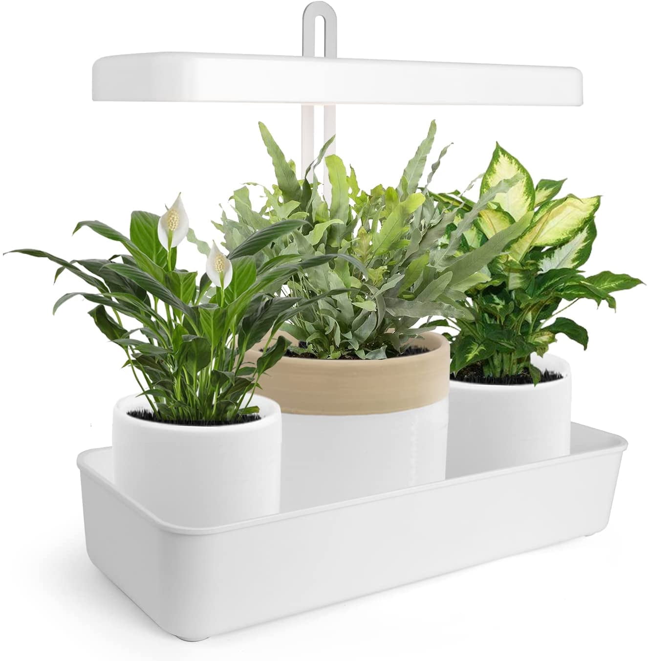 Windowsill Herb Garden Kit Australia | Fasci Garden