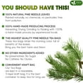 FreshDrinkUS, Pine Needle Tea Bags – 75 Tea Bags, Naturally Caffeine ...