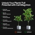 VIVOSUN Cal+Mag+Iron (2-0-0), Calcium, Magnesium & Iron Supplement ...