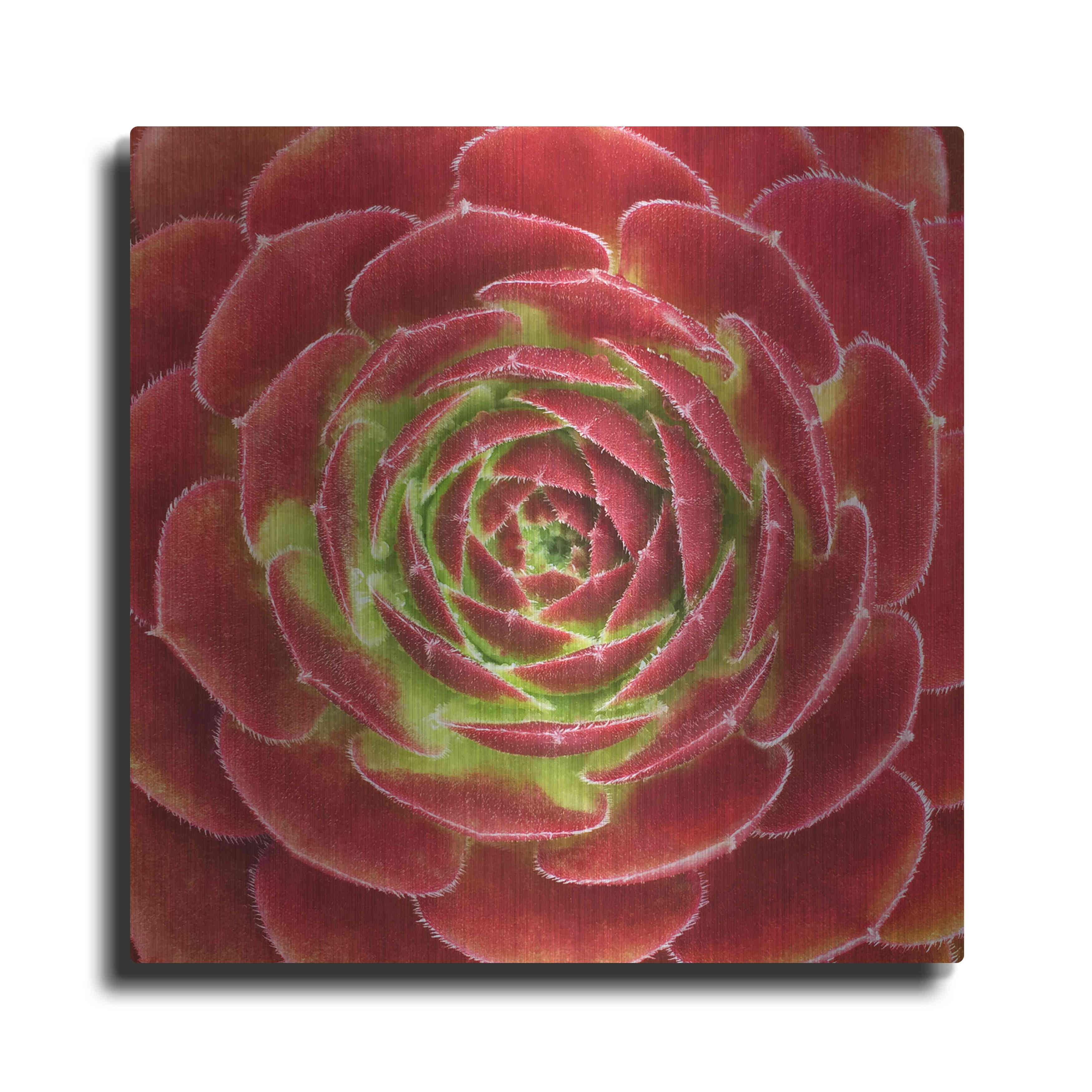 Luxe Metal Art 'Fuzzy Red Succulent' by Jan Bell Metal Wall Art, 24"x24 ...
