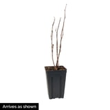 Wowza! Bush Cherry Dormant Bare Root Fruit Bearing Starter Plant, 1 ...