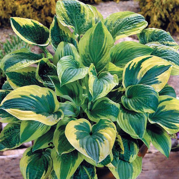 Hostas