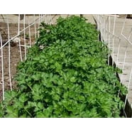 Winter Chervil Herb Seeds - 100 Count Seed Pack - a Tasty Annual herb ...
