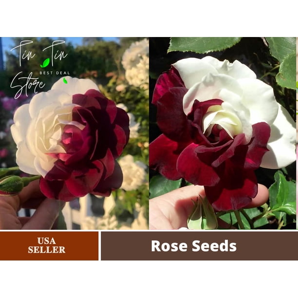30 Rare Seeds-Zampa Dust Rose Bush Seed #1064-Authentic Seeds-Flowers ...