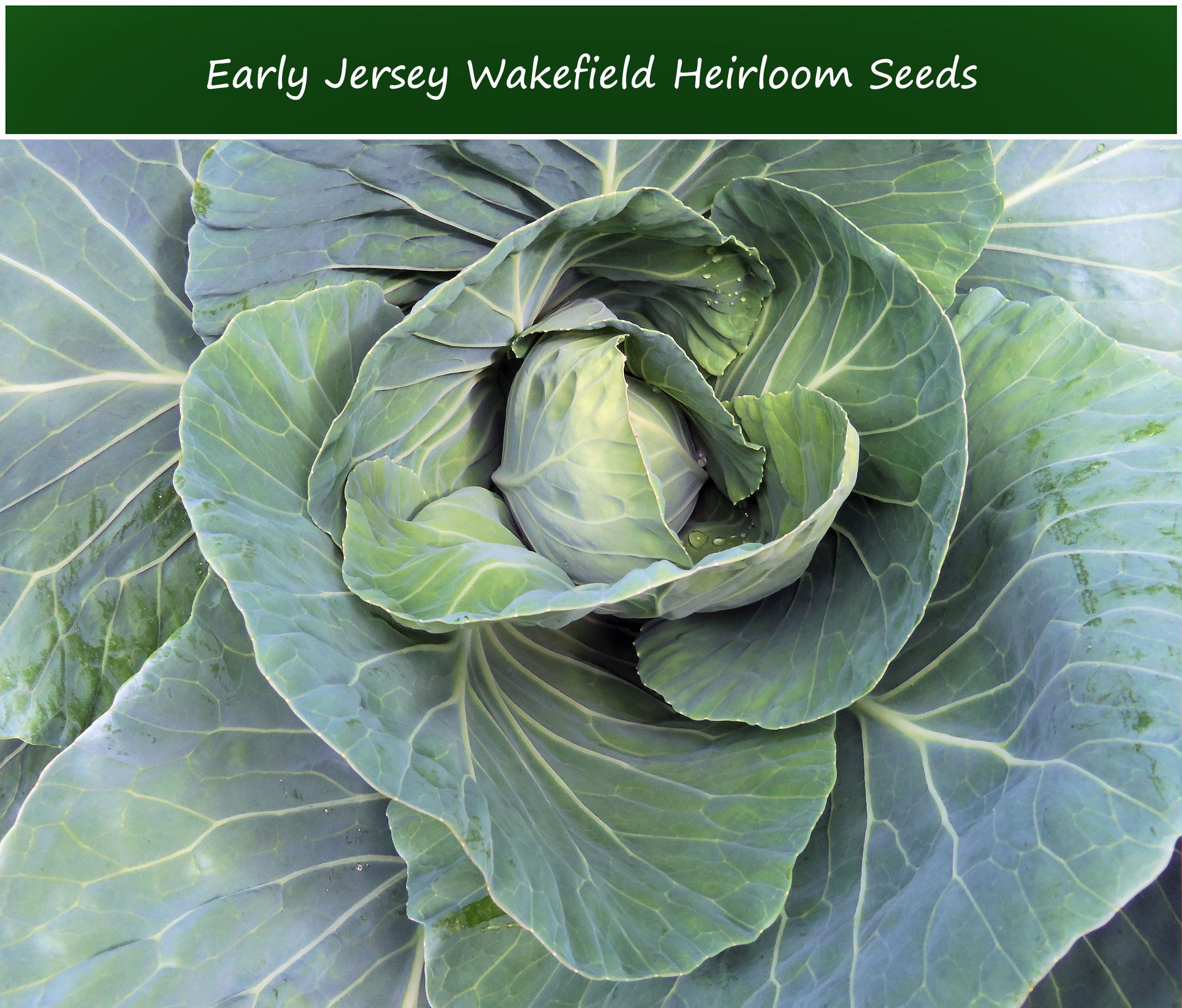 Vegetable Seeds - Early Jersey Wakefield Cabbage -100 Heirloom Seeds ...