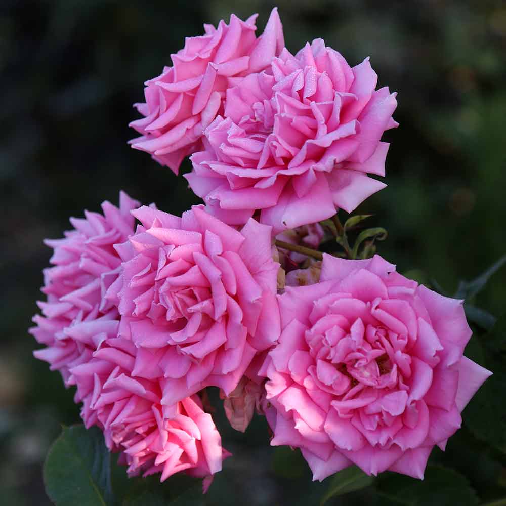 Seven Sisters Rose Bush - Fragrant/Hardy - 4" Pot - Walmart.com