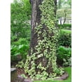 Wekiva Foliage Variegated English Ivy, 4 Live Plants in 3 Inch Pots ...