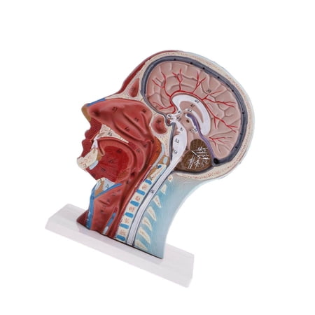 Median Section Lifesize Human Head Neck Model Block Superficial Muscle ...