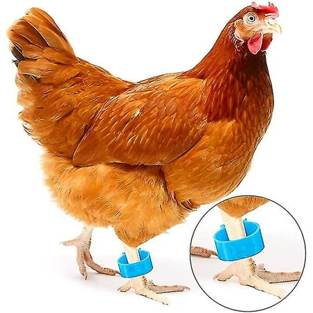 Hen Ring Leg Rings Identification 20mm Plastic Colored Chicken Bands ...