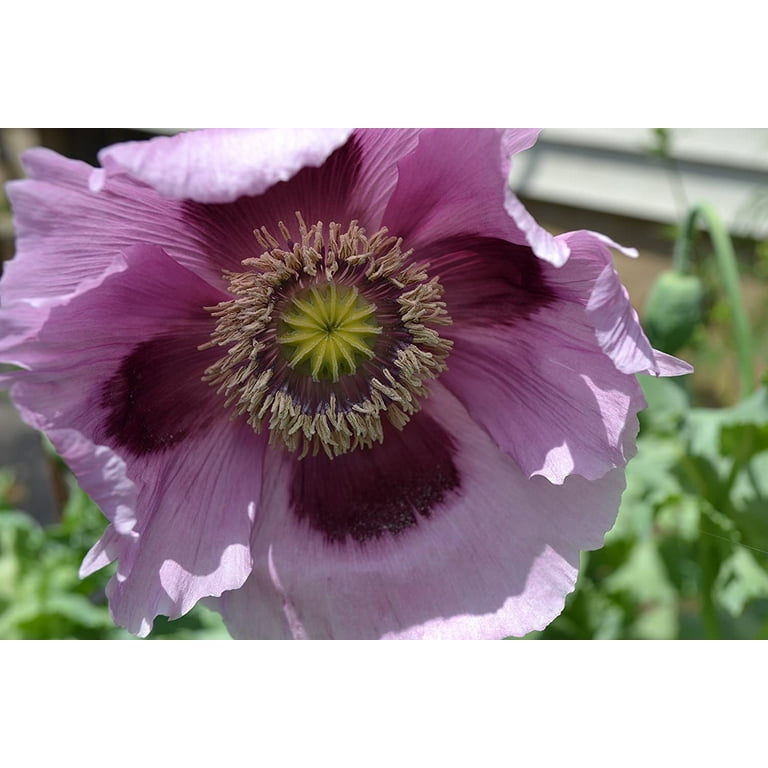 Dark Purple Poppy Flower