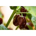 50 *Seeds Hot BROWN HABANERO PEPPER Capsicum Chinense Seeds - Walmart.com