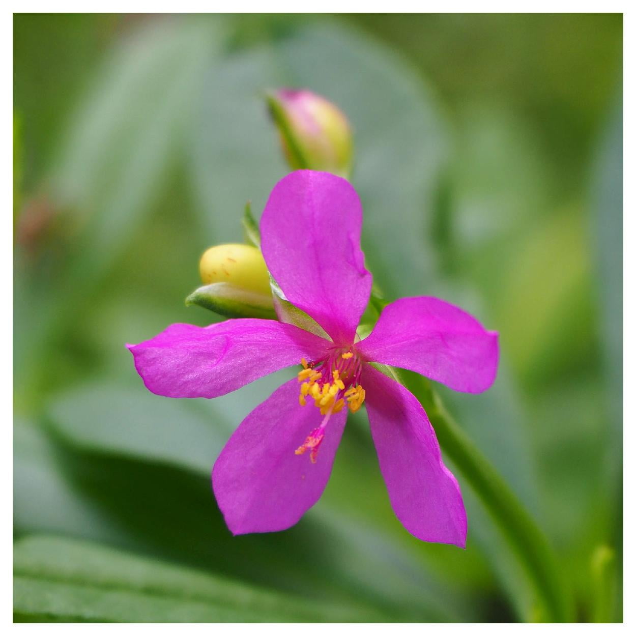 Everwilde Farms - 1 oz Fame Flower Native Wildflower Seeds - Gold Vault ...