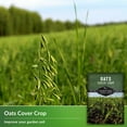 3 Packs Oats Cover Crop Seeds - Non-GMO Heirloom Annual Full Sun ...