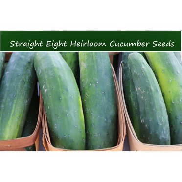 Vegetable Seeds-Little Fingers Carrot- 100 Seeds- Extra Sweet - Baby ...