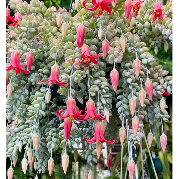 Cotyledon Pendens Live Plant in 2" Pot - Cliff Hanger Succulent Plant ...