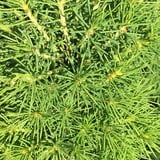 Expert Gardener Flowerwood Spruce Live Shrubs, Deer-Resistant - Walmart.com